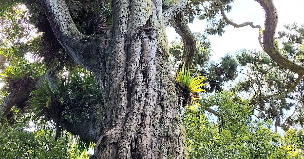 Moko: Tree of the Year Finalist • Ōtari-Wilton’s Bush Trust