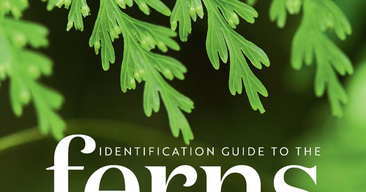 Book launch: The definitive guide to identifying our native ferns ...